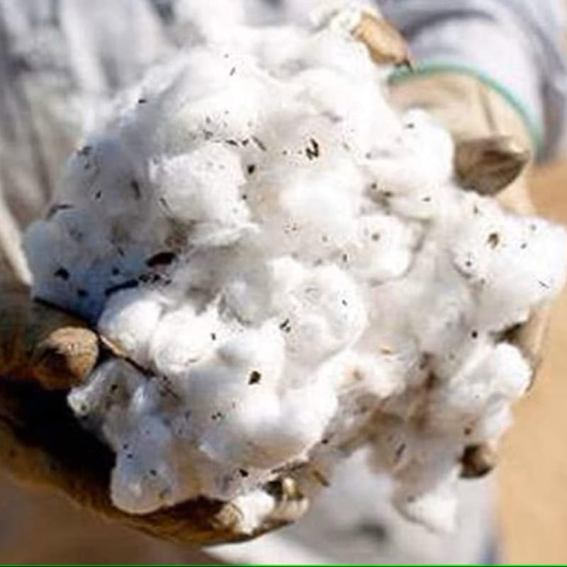 Raw Cotton - Etsy