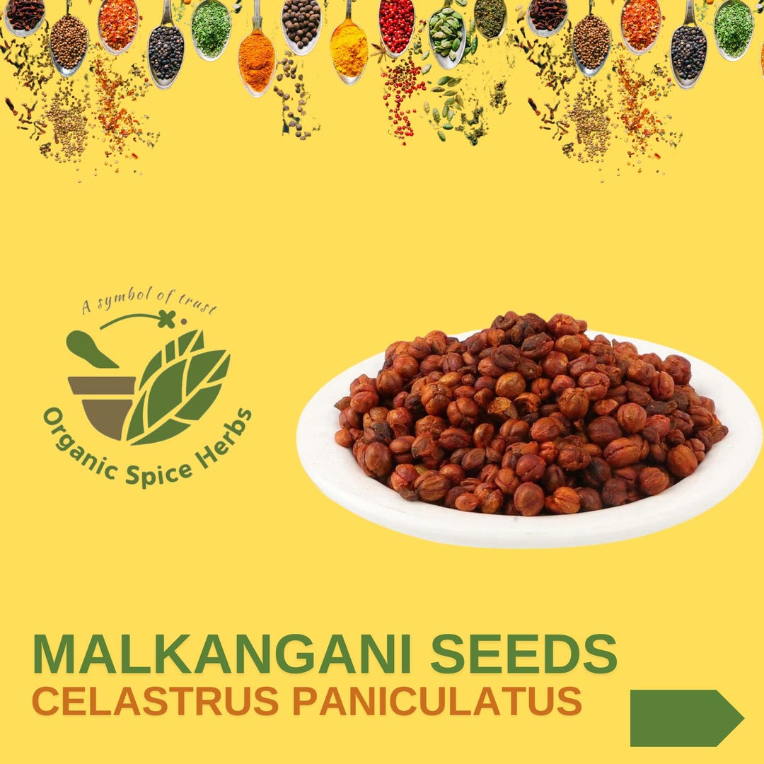 Malkangani Seed, Malkangani Powder, Celastrus Paniculatus, Jyotishmati ...