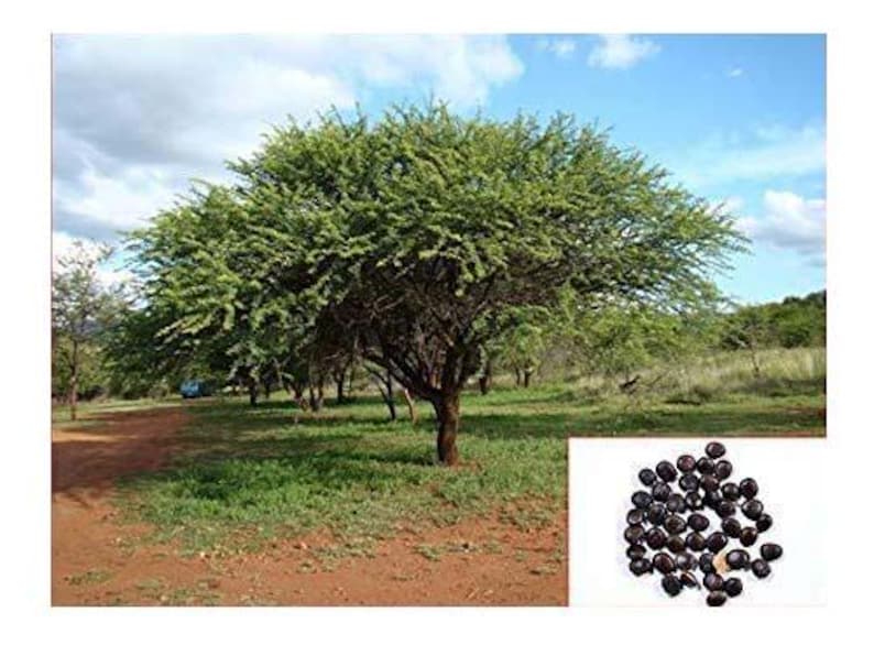 Babul Seeds, Acacia Nilotica, Gum Arabic Tree Seeds, Vachellia Nilotica, Thorn Mimosa, Egyptian ...