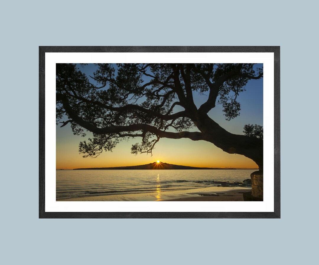 Stunning Sunrise Over Rangitoto Volcano | Ancient Pohutukawa Tree ...
