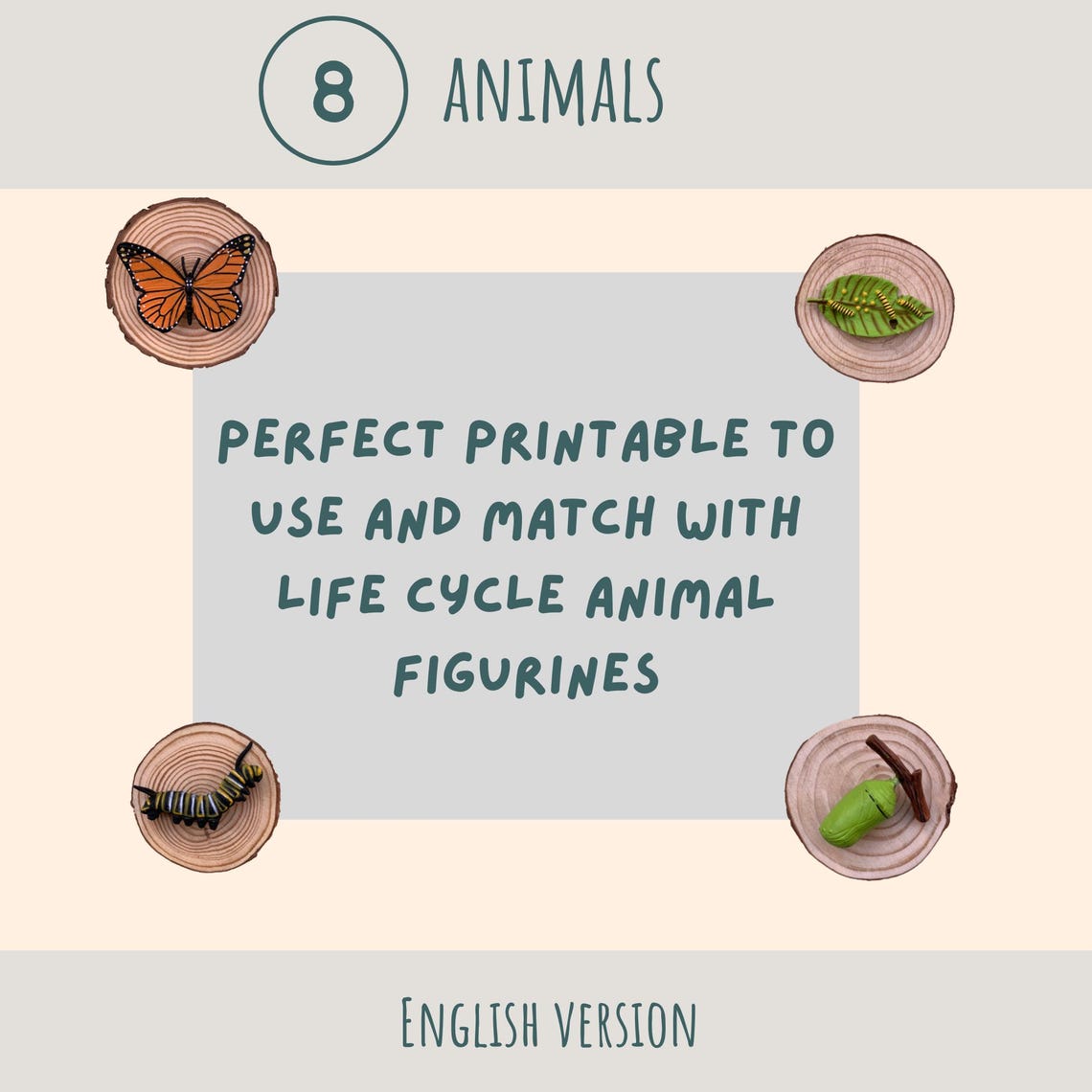 Animal Life Cycles Spinner English Version Montessori - Etsy