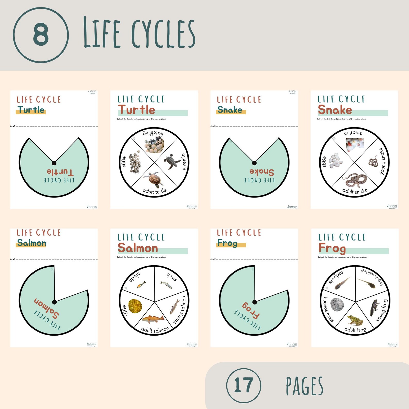 Animal Life Cycles Spinner English Version Montessori - Etsy