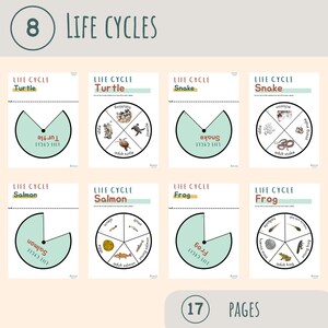 Animal Life Cycles Spinner English Version Montessori - Etsy