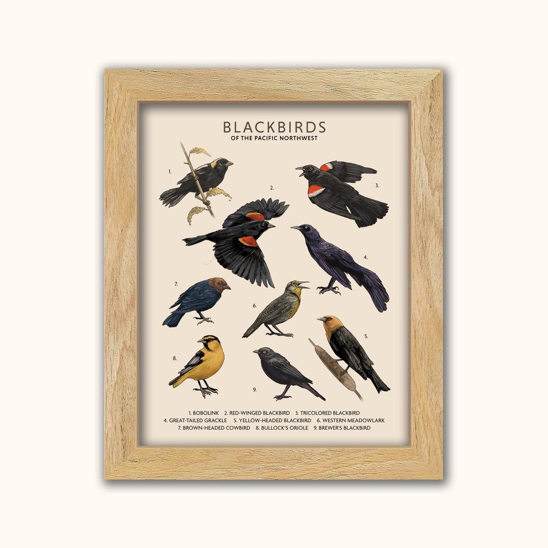 Blackbirds of the Pacific Northwest - Fine Art Natural Science Birding ...