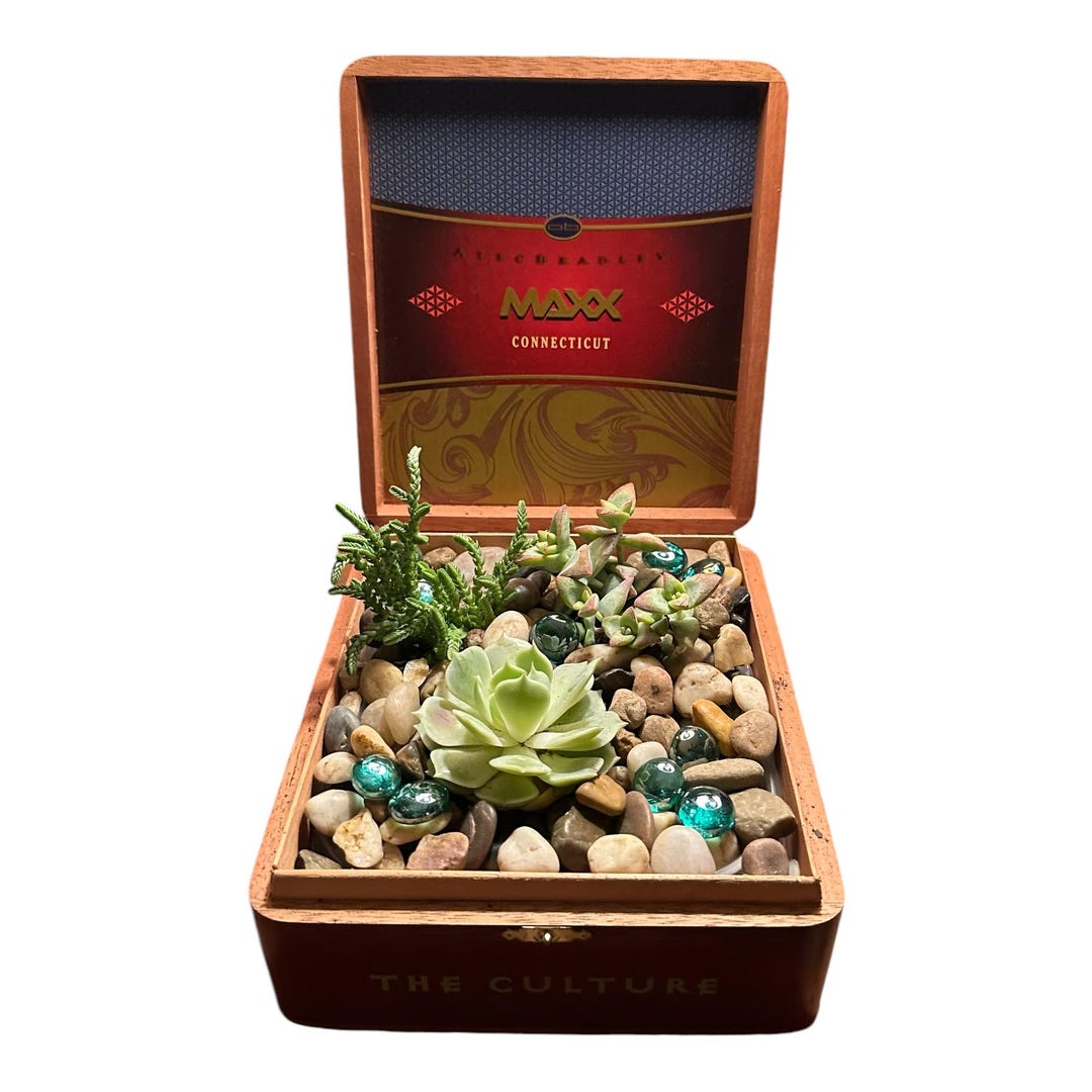 Cigar Box Succulent Planter - Etsy