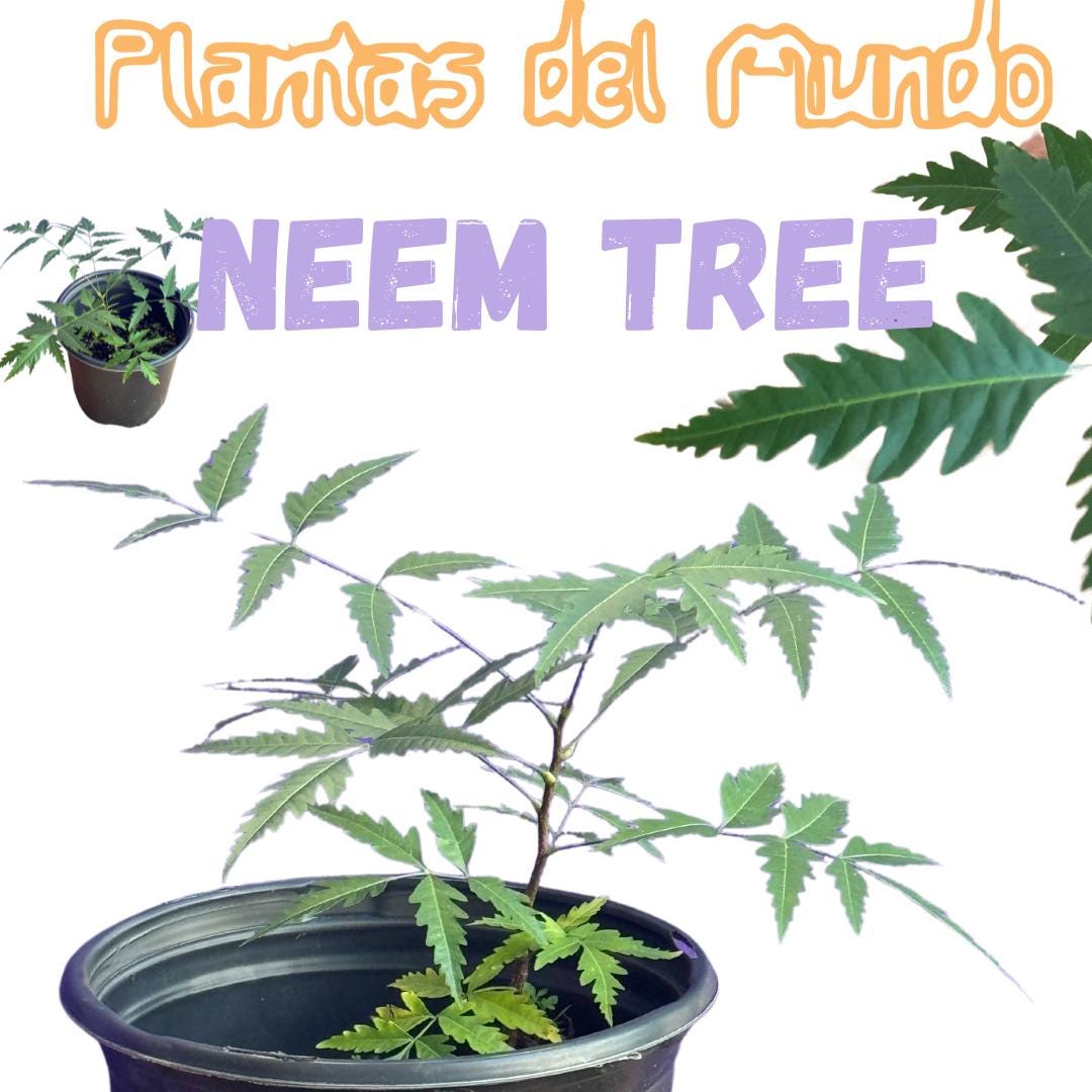 Neem Tree, Azadirachta Indica. - Etsy UK