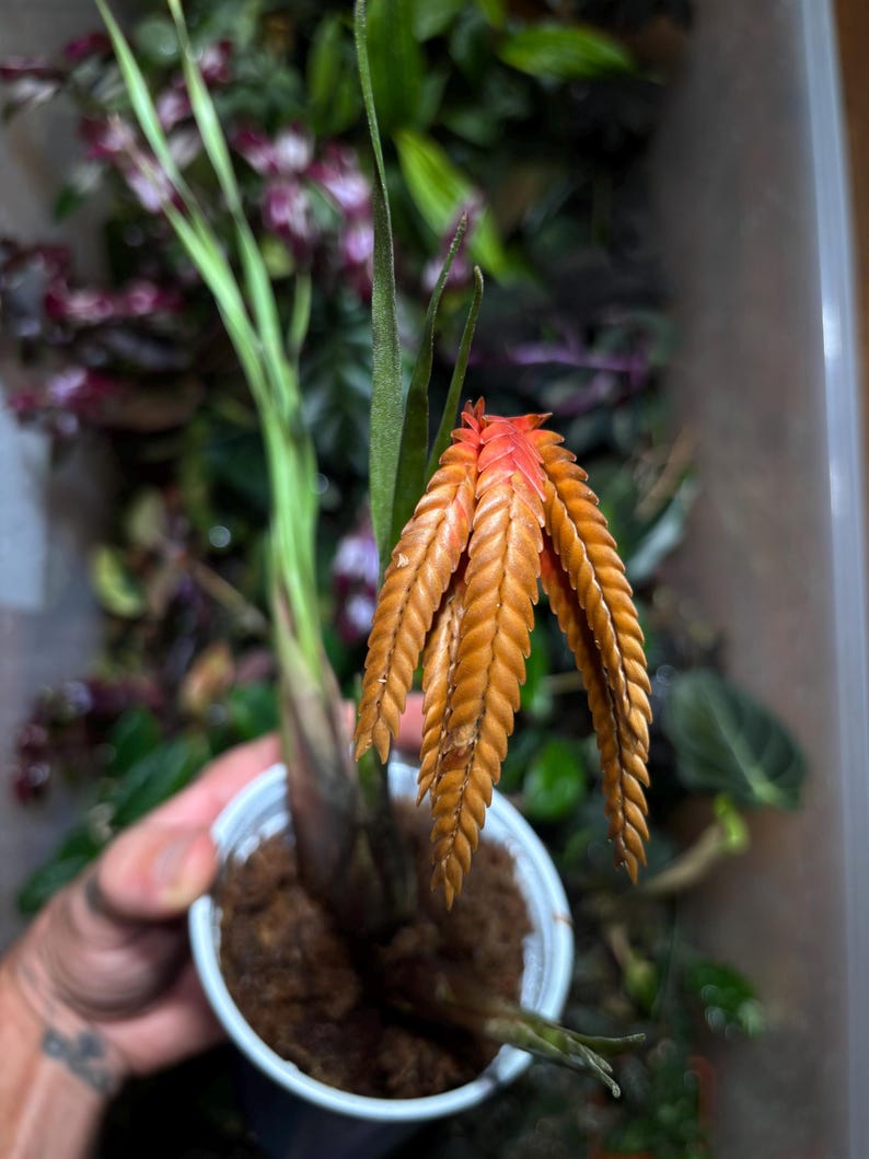 Racinaea Undolifolia - Rare Beautiful Miniature Bromeliad - Etsy