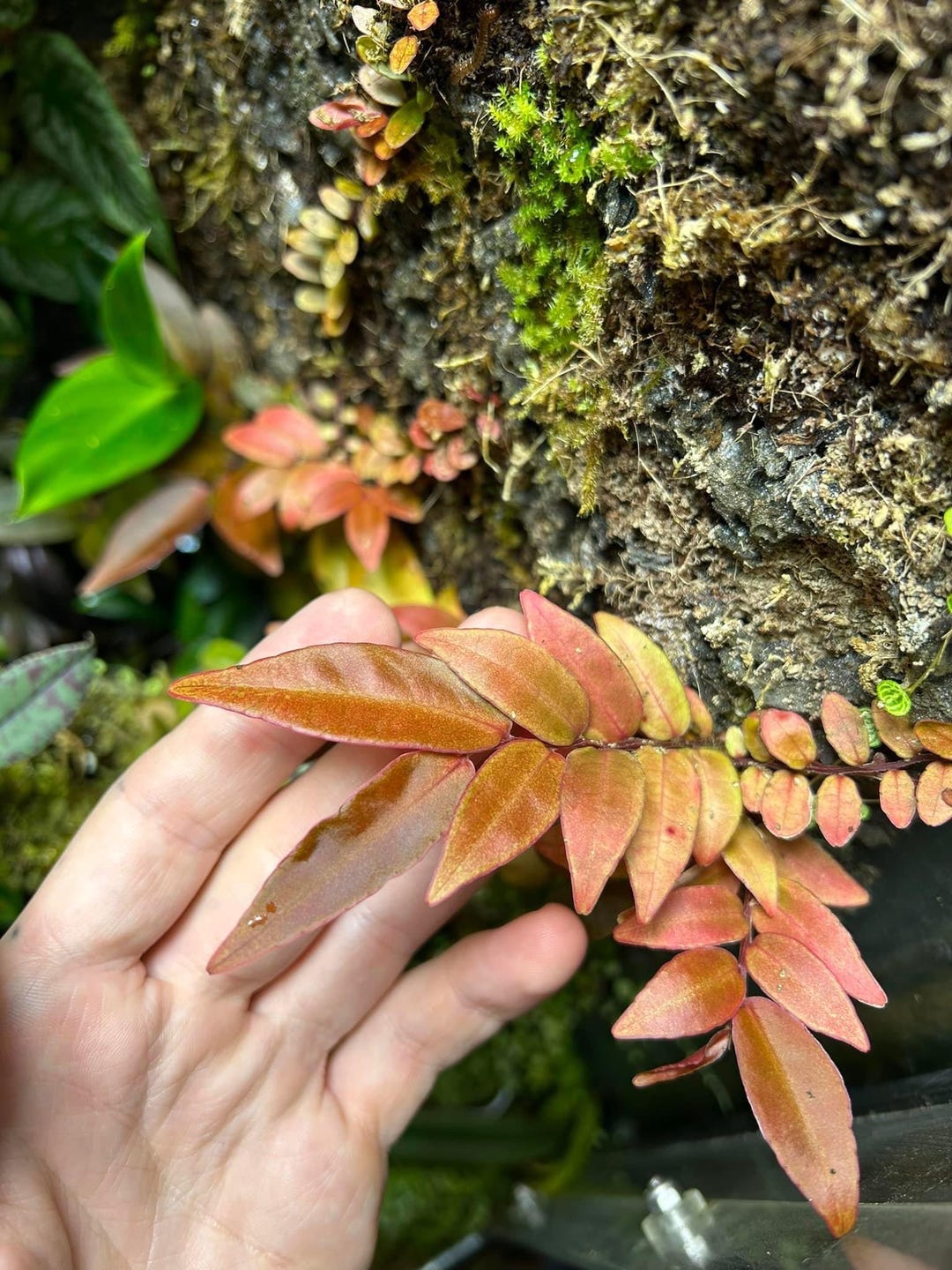 Marcgravia 'azrael' Well-rooted Velvety Shingling Terrarium Plants - Etsy