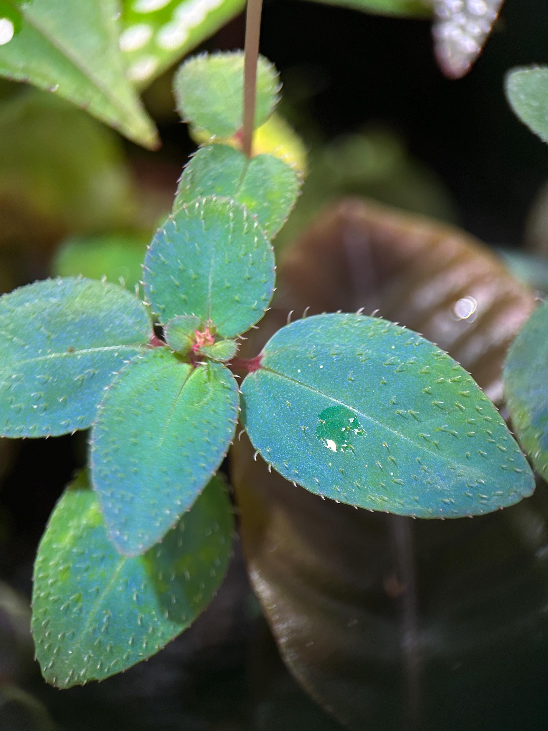 Sarcopyramis Parvifolium Very Rare Iridescent Blue Tropical Terrarium ...