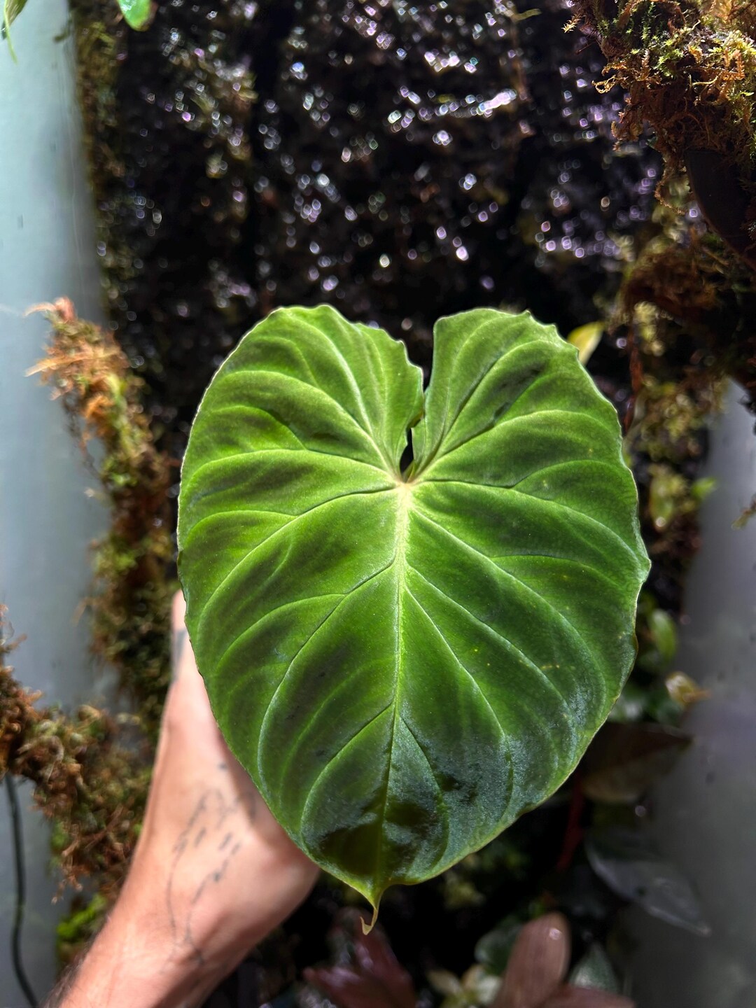 Philodendron Verrucosum large Beautiful and Easy Top Cut Velvet-leaf ...