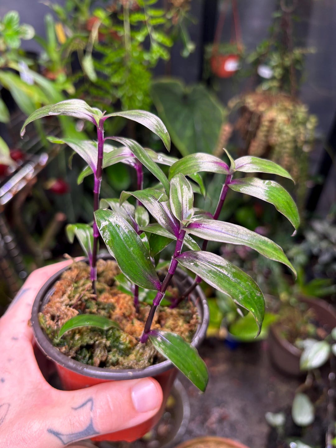Tripogandra Serrulata Rooted Cutting - Super Easy Glossy Purple ...