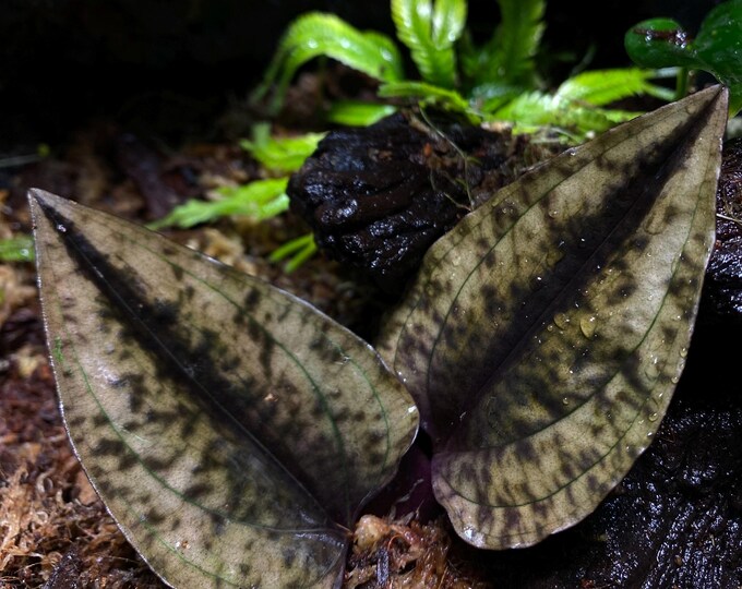 Nephelaphyllum Pulchrum - Rare Tropical Terrestrial Orchid - Etsy