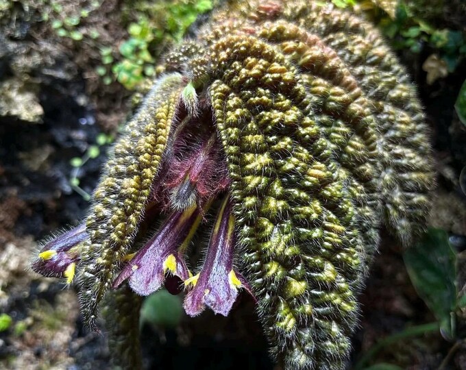 Columnea Purpureovittata - SEED GROWN Rare Epiphytic Gesneriad With ...