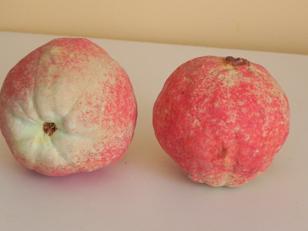 SALE 2 Whole Porcelain Guavas, Faux Fruit, Fake Food, Food Styling, - Etsy