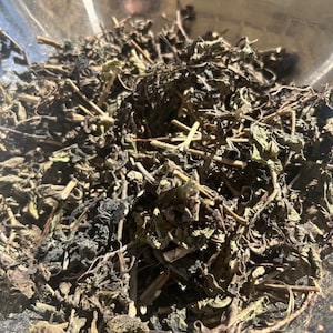 Jamaican Blue Vervain (vervine) - Stachytarpheta Jamaicensis - Etsy