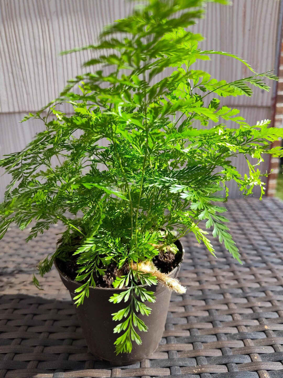 Black Rabbit's Foot Fern, 4.8 Live Plant - Etsy