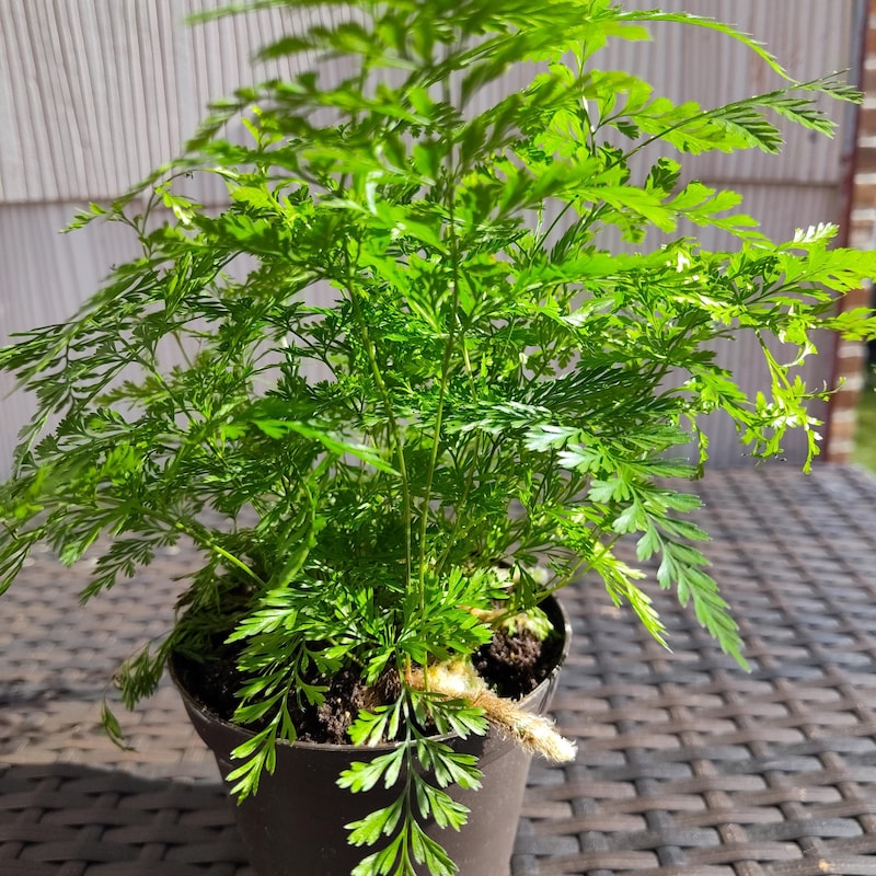 Rabbit Foot Fern - Etsy