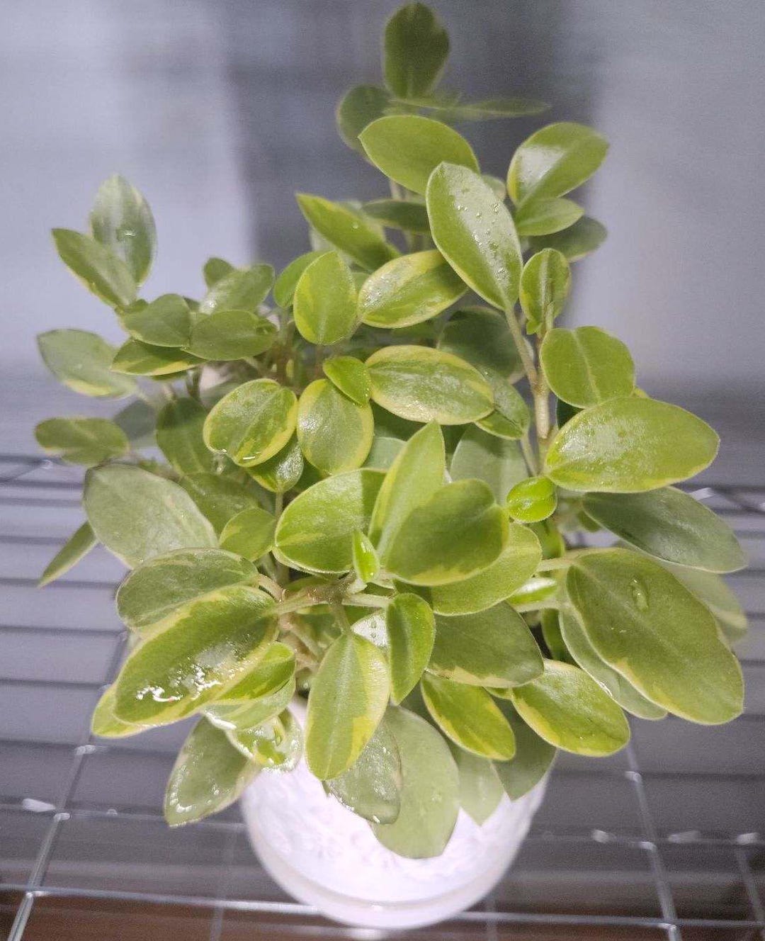 Variegated Teardrop Peperomia, 4" Live Plant - Etsy