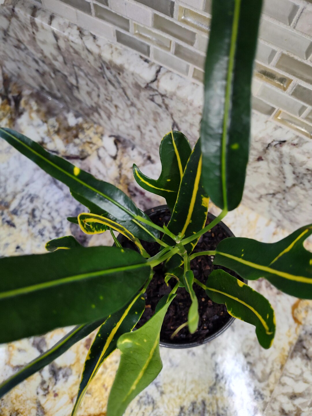 Green Yellow Croton "codiaeum Variegatum', 4" Live Plant - Etsy
