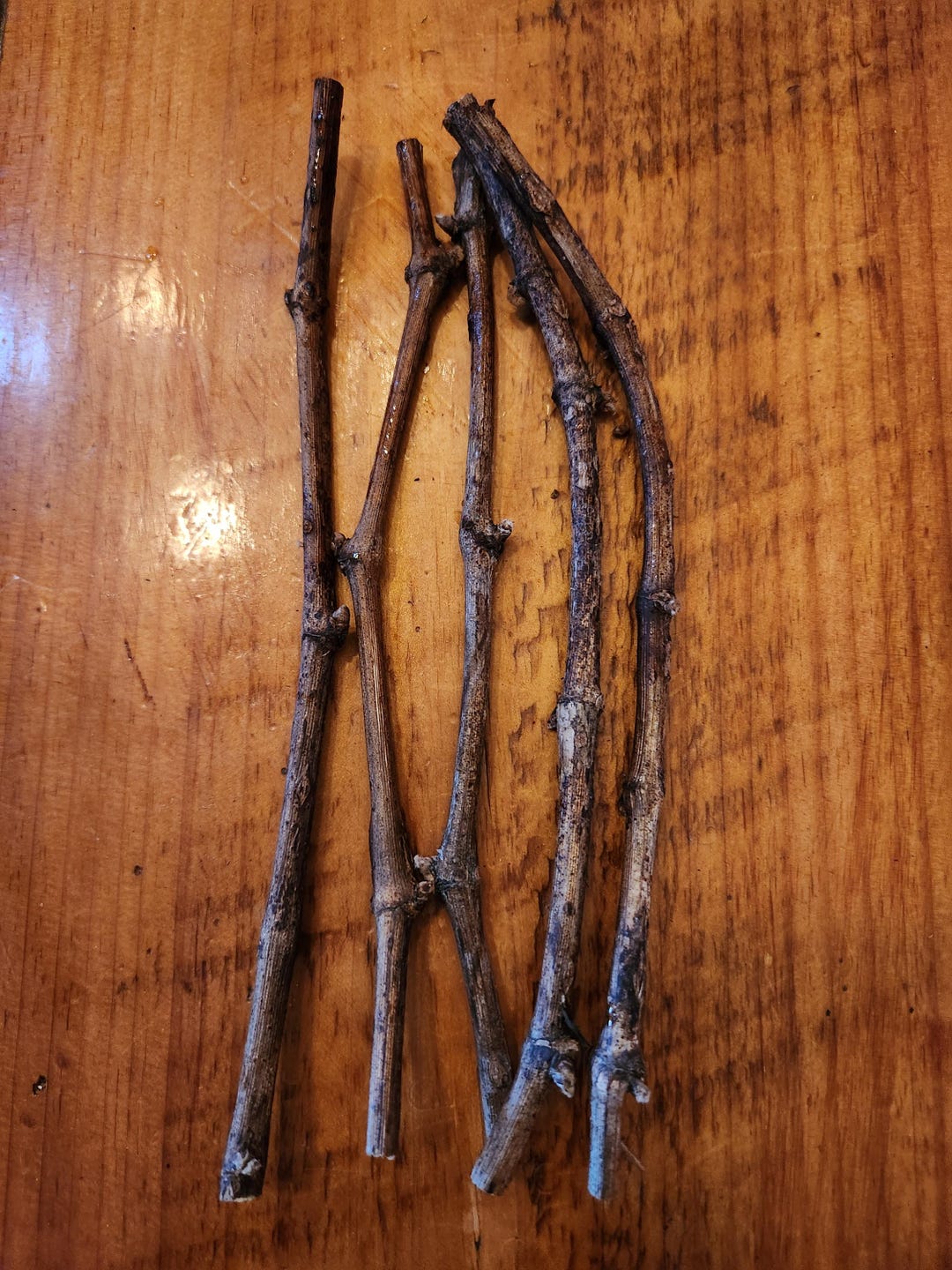 Traminette Grape Vine Cuttings (scion Wood) - Aromatic White Wine Grape ...