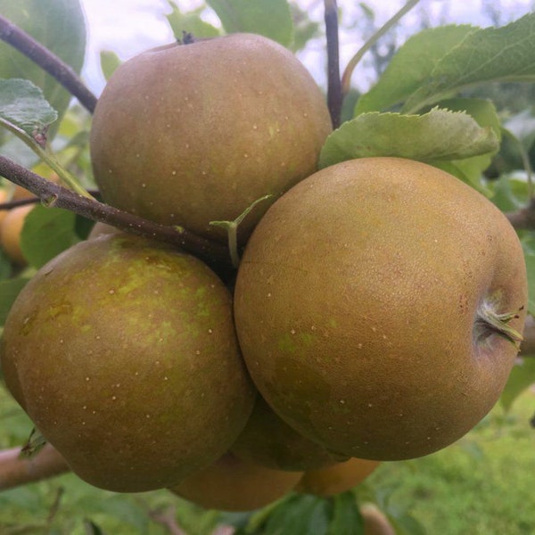 Golden Apple - Etsy
