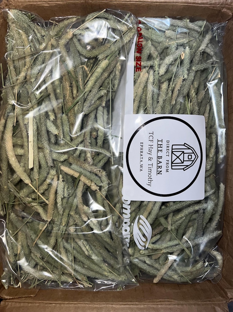 Timothy Hay Heads: Natural Treat for Rabbits, Guinea Pigs & Small Pets ...