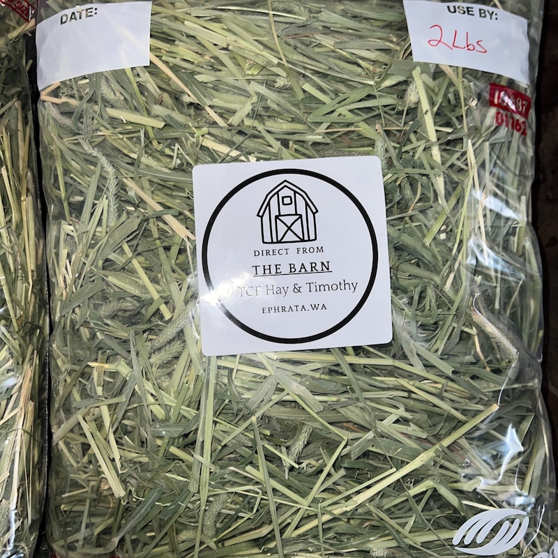 Guinea Grass - Etsy
