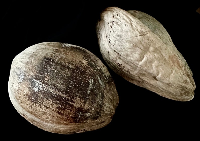 Very Large 2 Dried Coconuts for Crafting. - Etsy