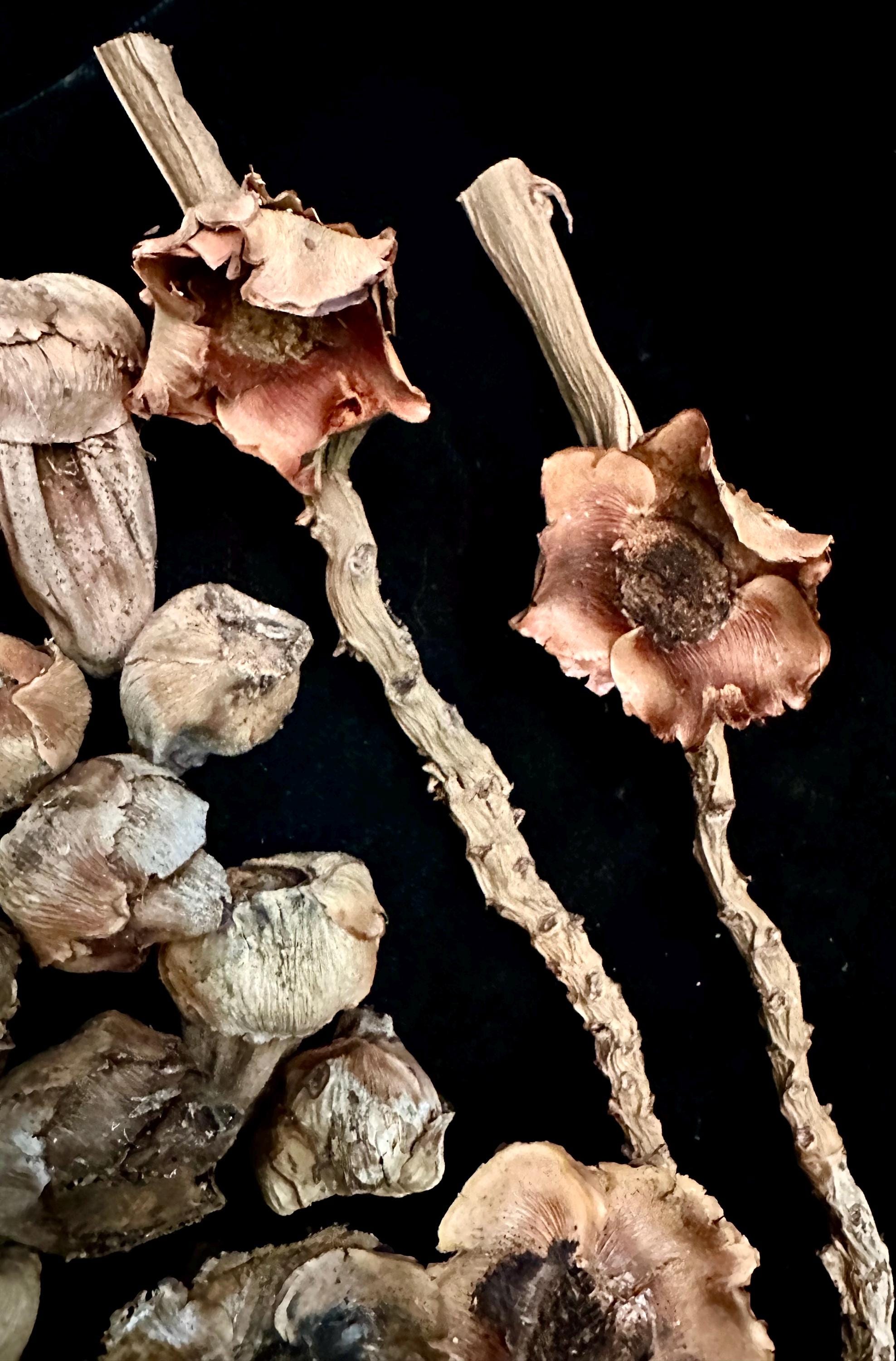 Coconut Flowers, Stalks and Nuts. for Crafting or Floral Arrangements ...