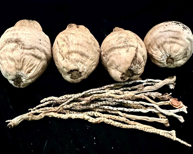 Coconuts, Set of 4 Small, Plus a Dozen Coconut Stems for Crafting. - Etsy