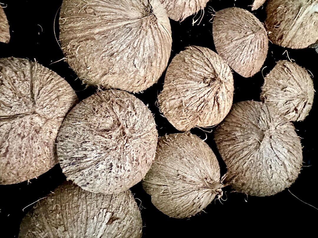 Coconut 20 Irregular Shell Pieces, Bird Toy Ready, Fuzzy. - Etsy