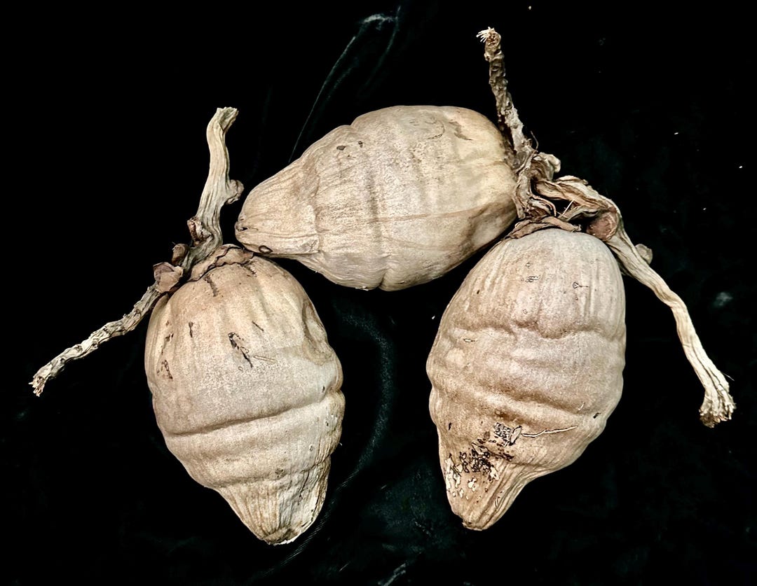 Coconuts 3, Stem Attached, Dried for Crafting or Centerpieces. - Etsy