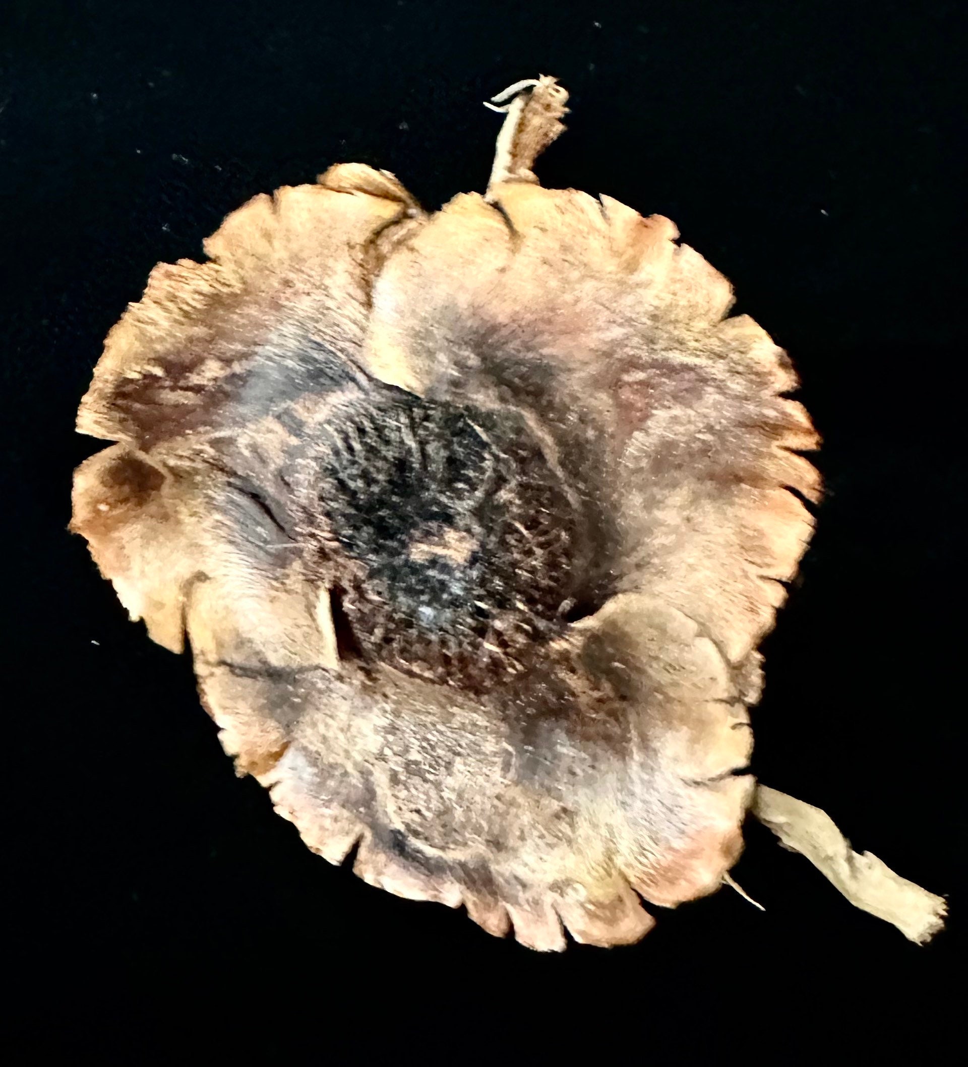 Coconut Flower Caps 24 Count. Dried for Crafting or Aquarium. - Etsy