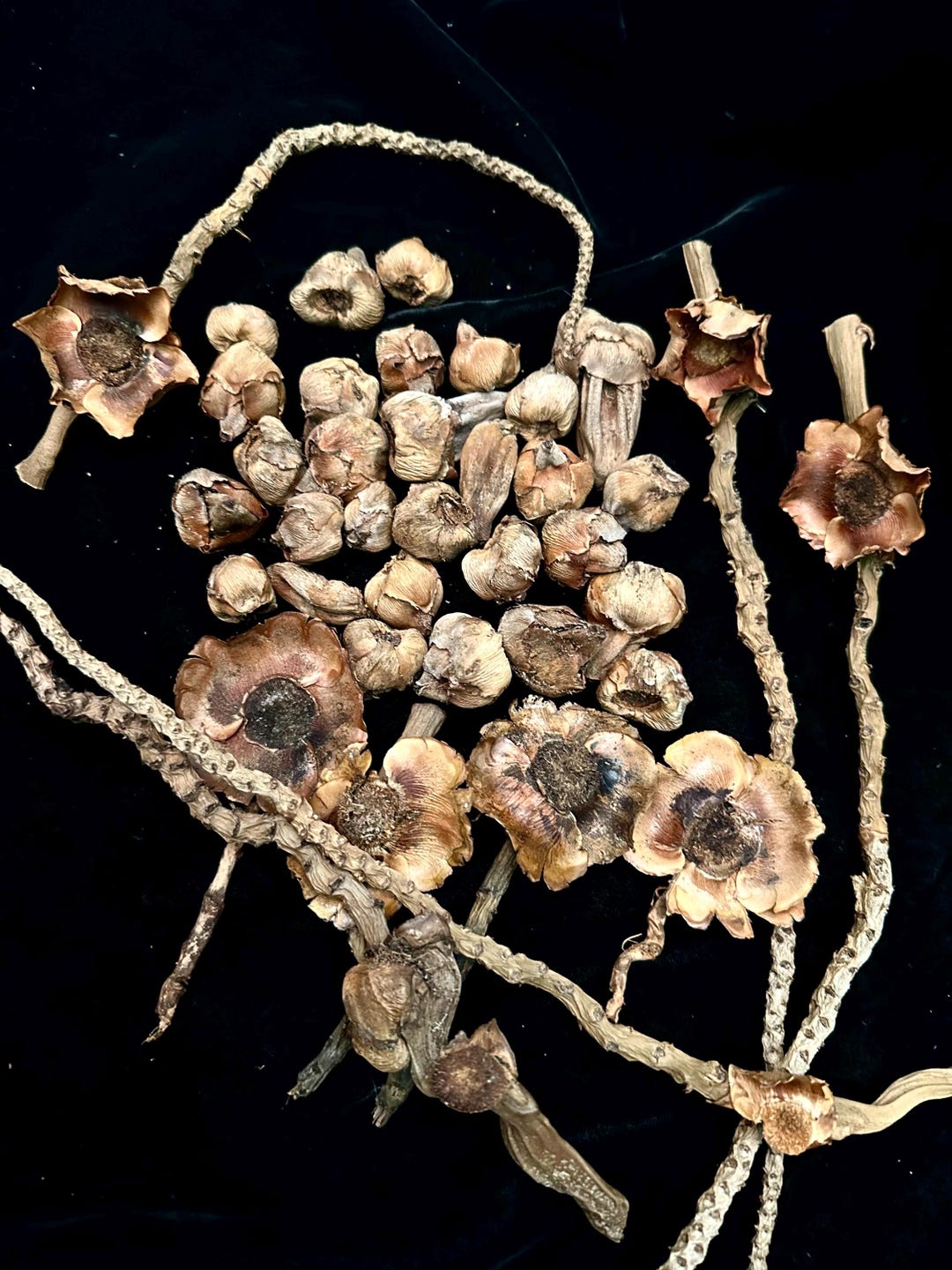 Coconut Flowers, Stalks and Nuts. for Crafting or Floral Arrangements ...
