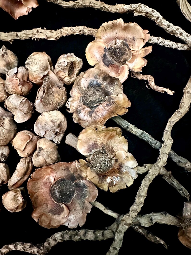 Coconut Flowers, Stalks and Nuts. for Crafting or Floral Arrangements ...