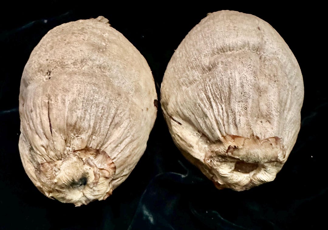 Dried Coconuts: Crafting, Painting, Floral Design Centerpieces - Etsy