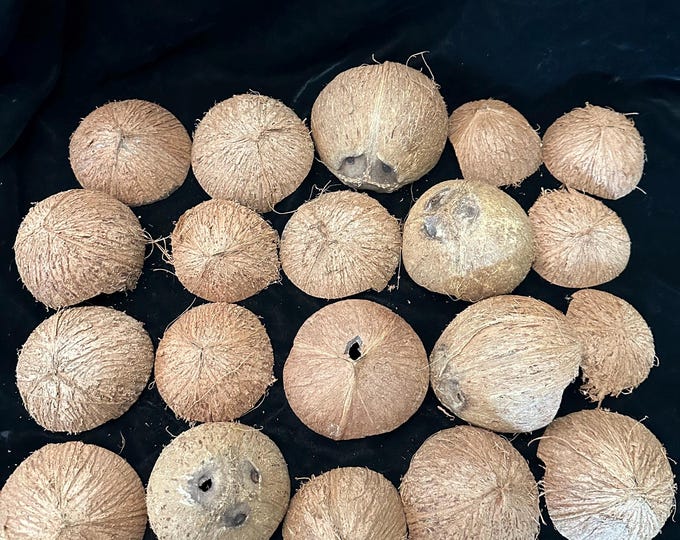 Coconuts Two Very Round Shape, Dried Out for Display or Crafting. - Etsy
