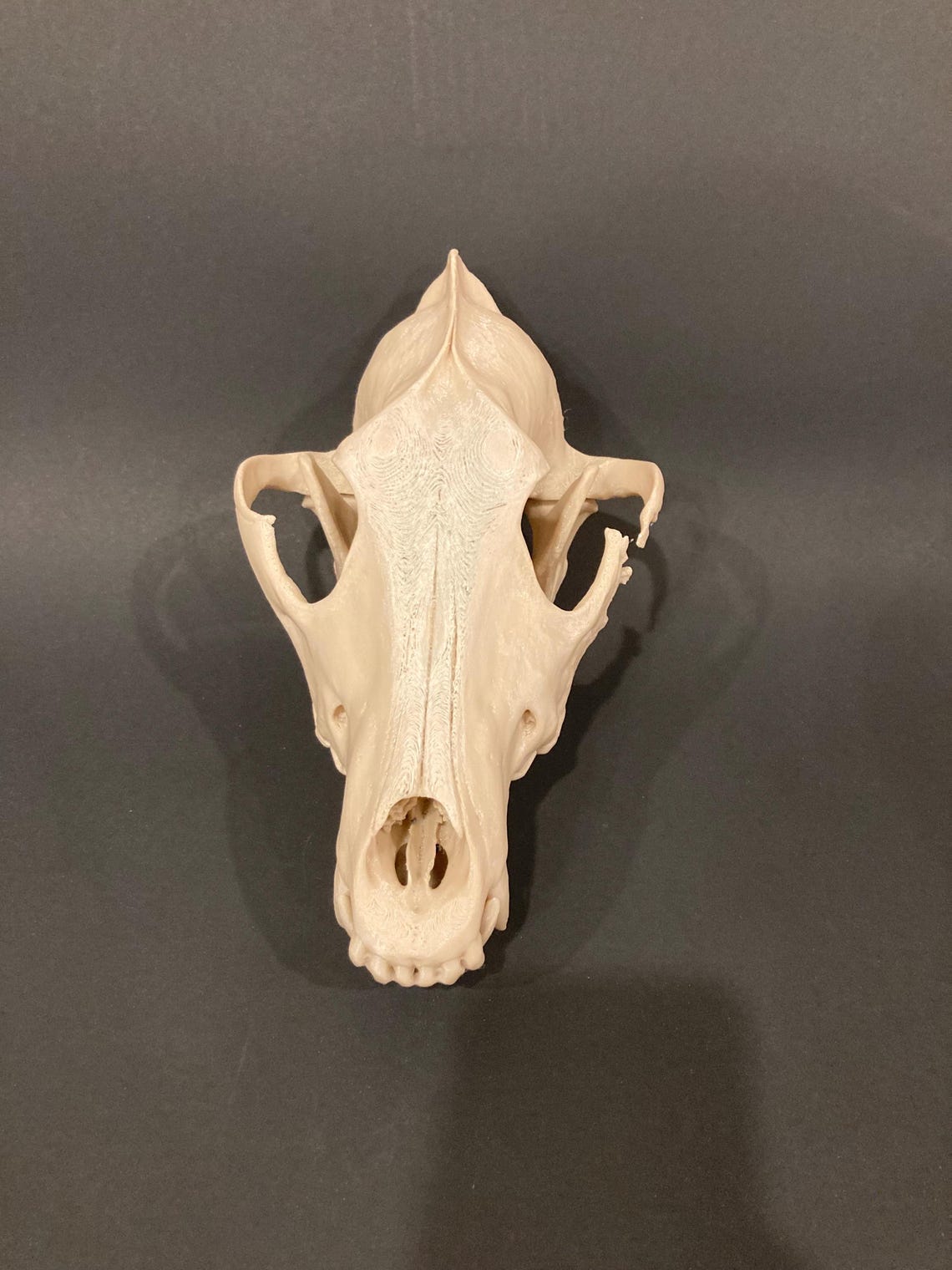 Cruelty Free Wolf Skull, Life Size 1:1 3d Printed Canine Skull ...