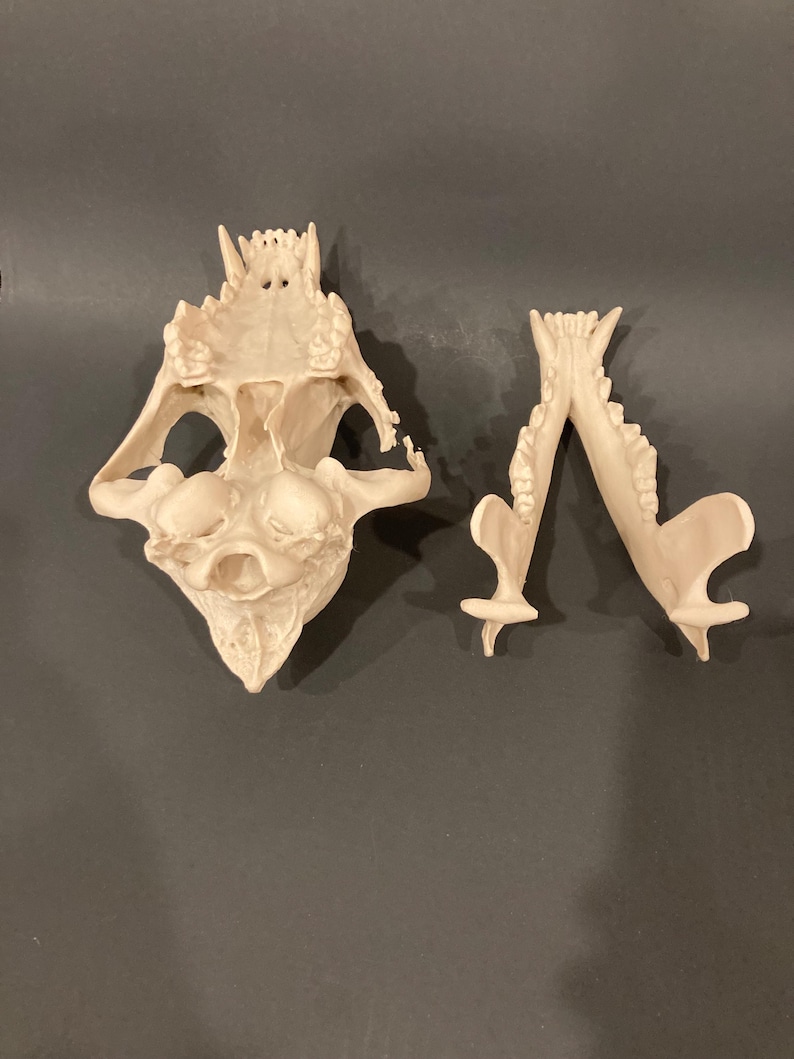 Cruelty Free Wolf Skull, Life Size 1:1 3d Printed Canine Skull ...
