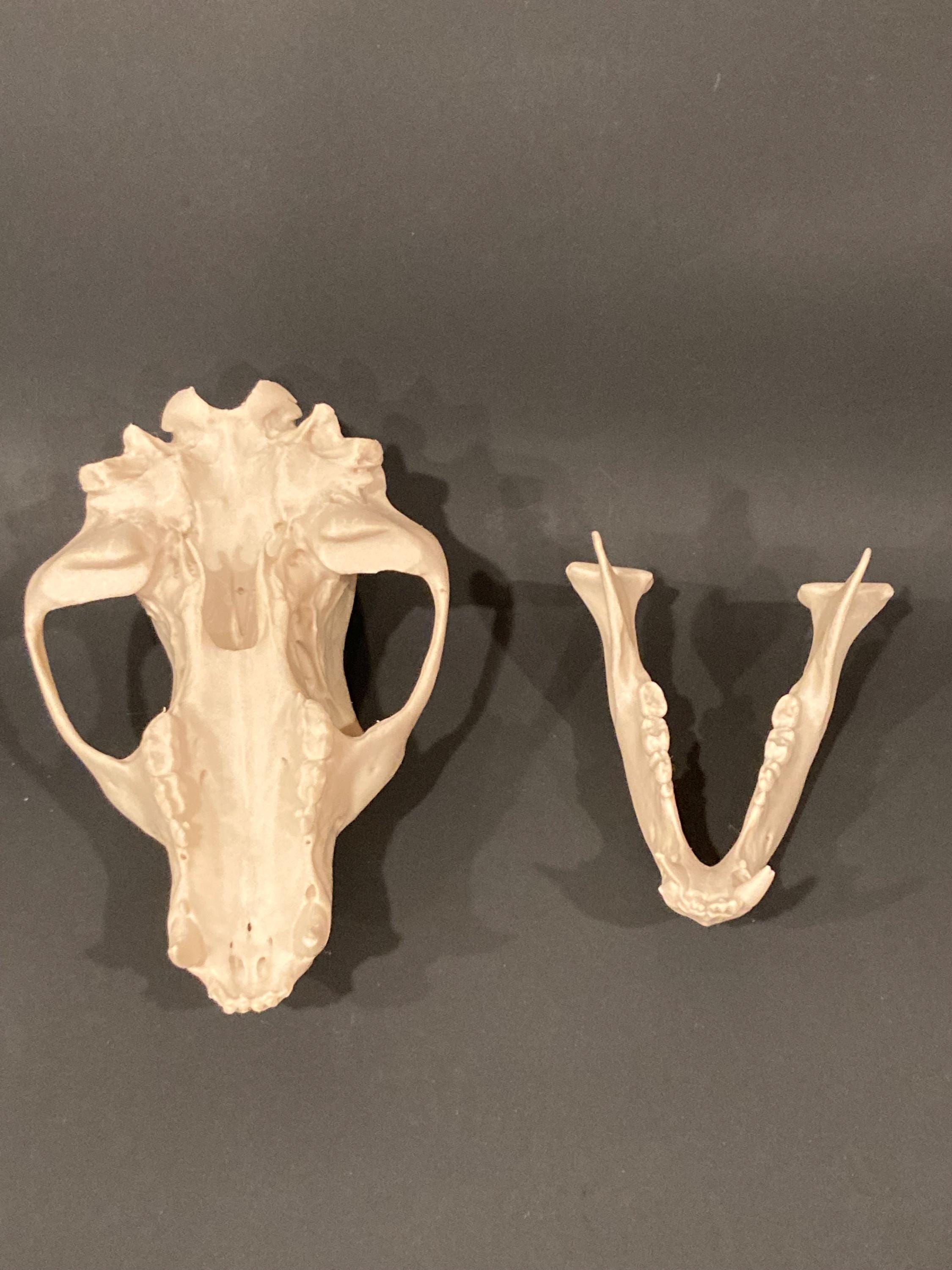 Cruelty Free Black Bear Skull, Life Size 1:1 3d Printed Faux Bear Skull ...