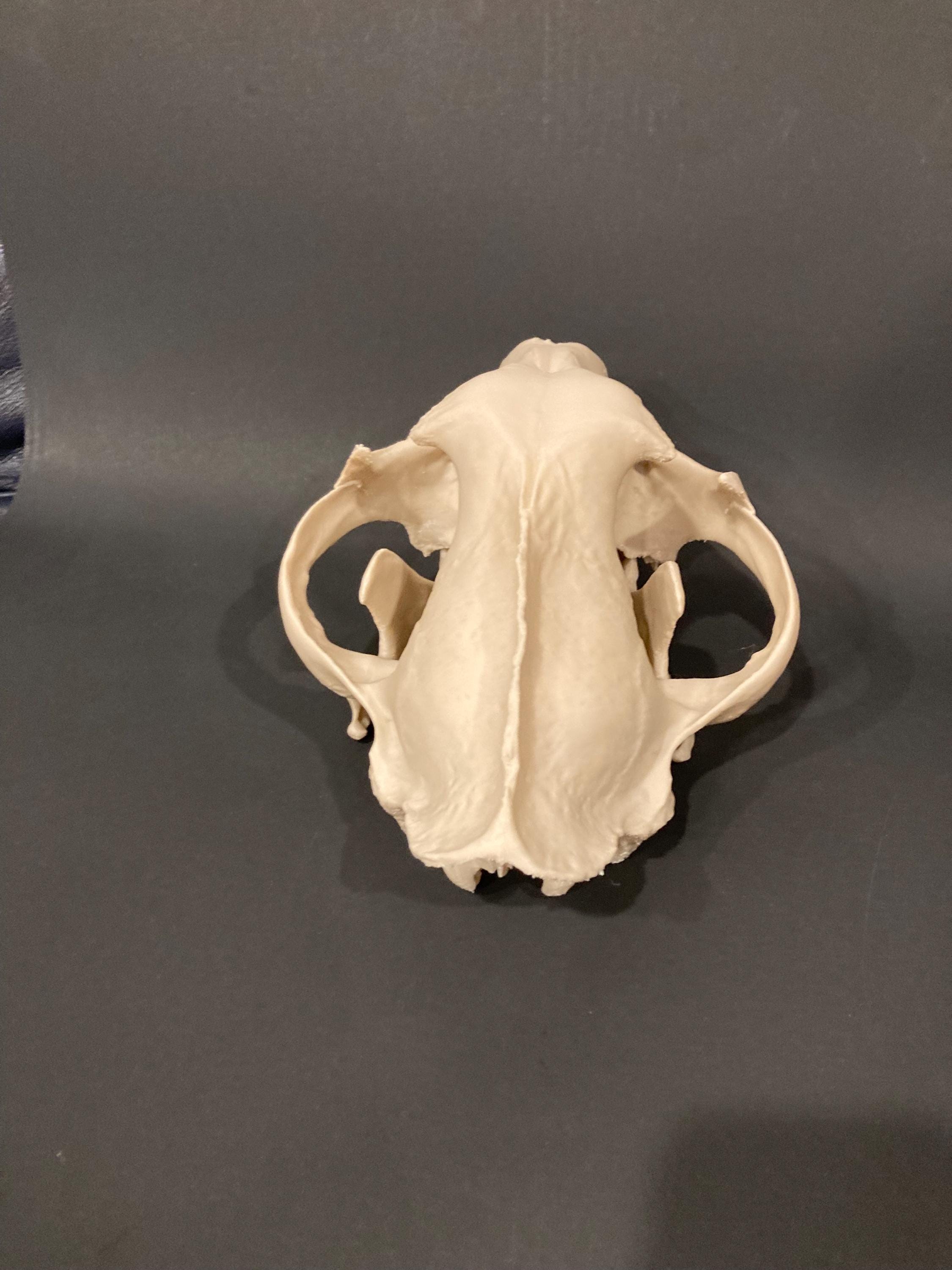 Cruelty Free Mountain Lion Skull, Life Size 1:1 3d Printed Faux Cougar ...