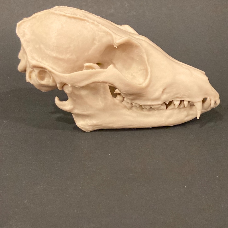 Fox Skull - Etsy