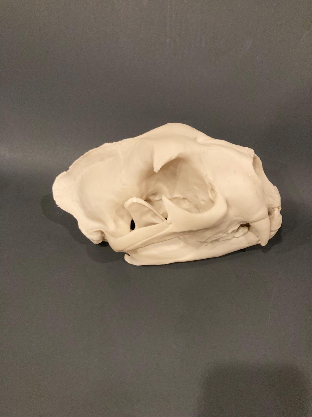 Cruelty Free Mountain Lion Skull, Life Size 1:1 3d Printed Faux Cougar ...
