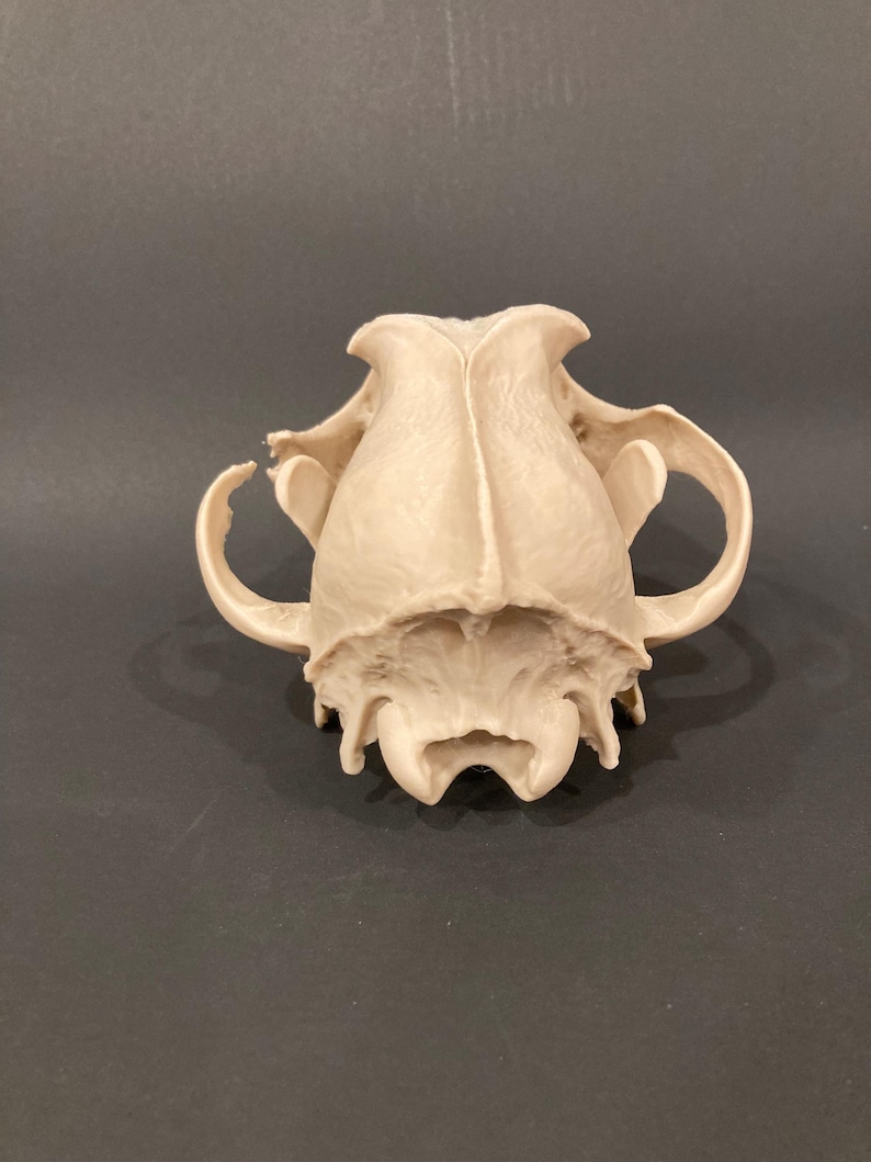 Cruelty Free Wolf Skull, Life Size 1:1 3d Printed Canine Skull ...