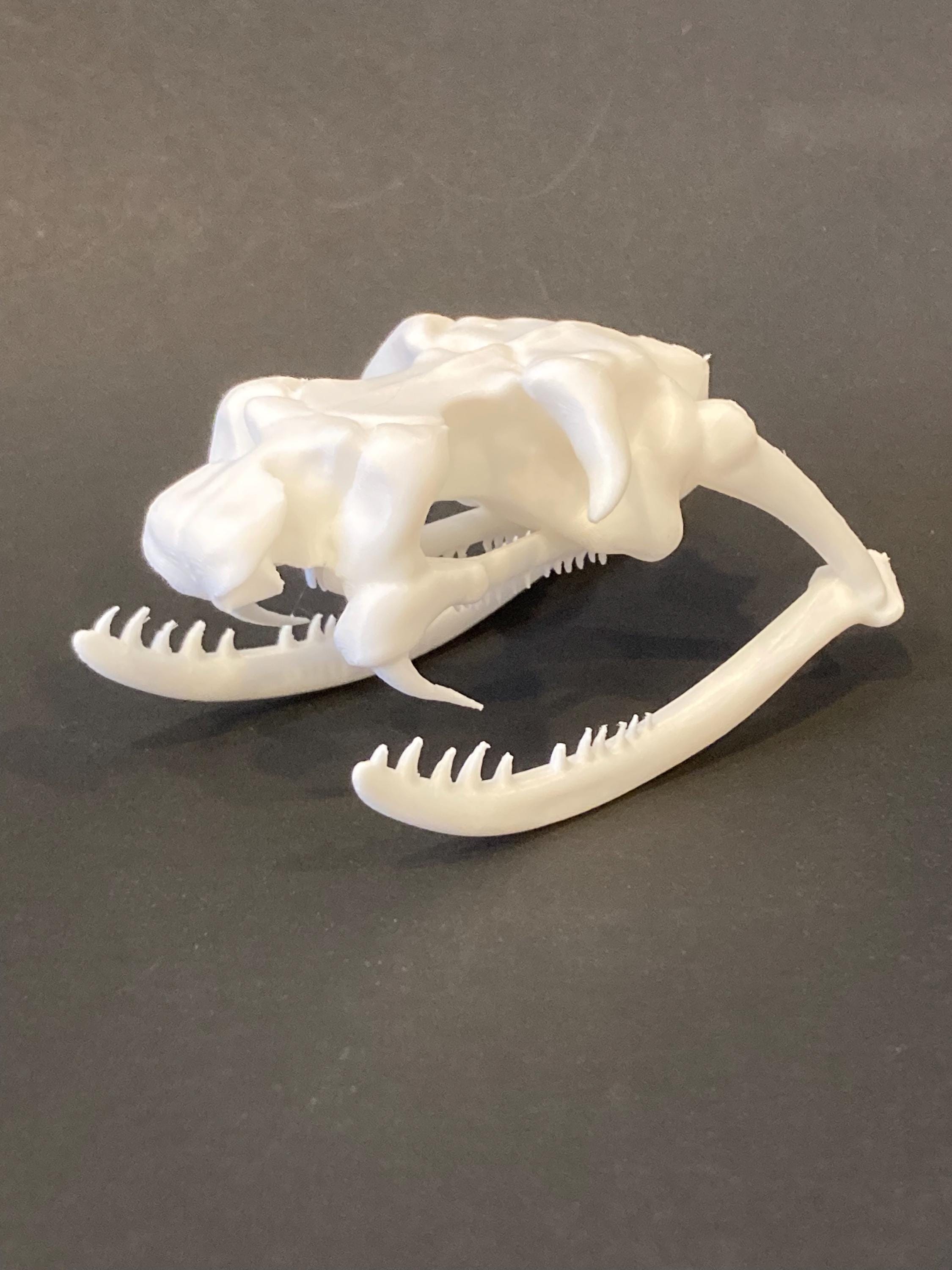 Cruelty Free King Cobra Snake Skull, Life Size 1:1 3d Printed Snake ...