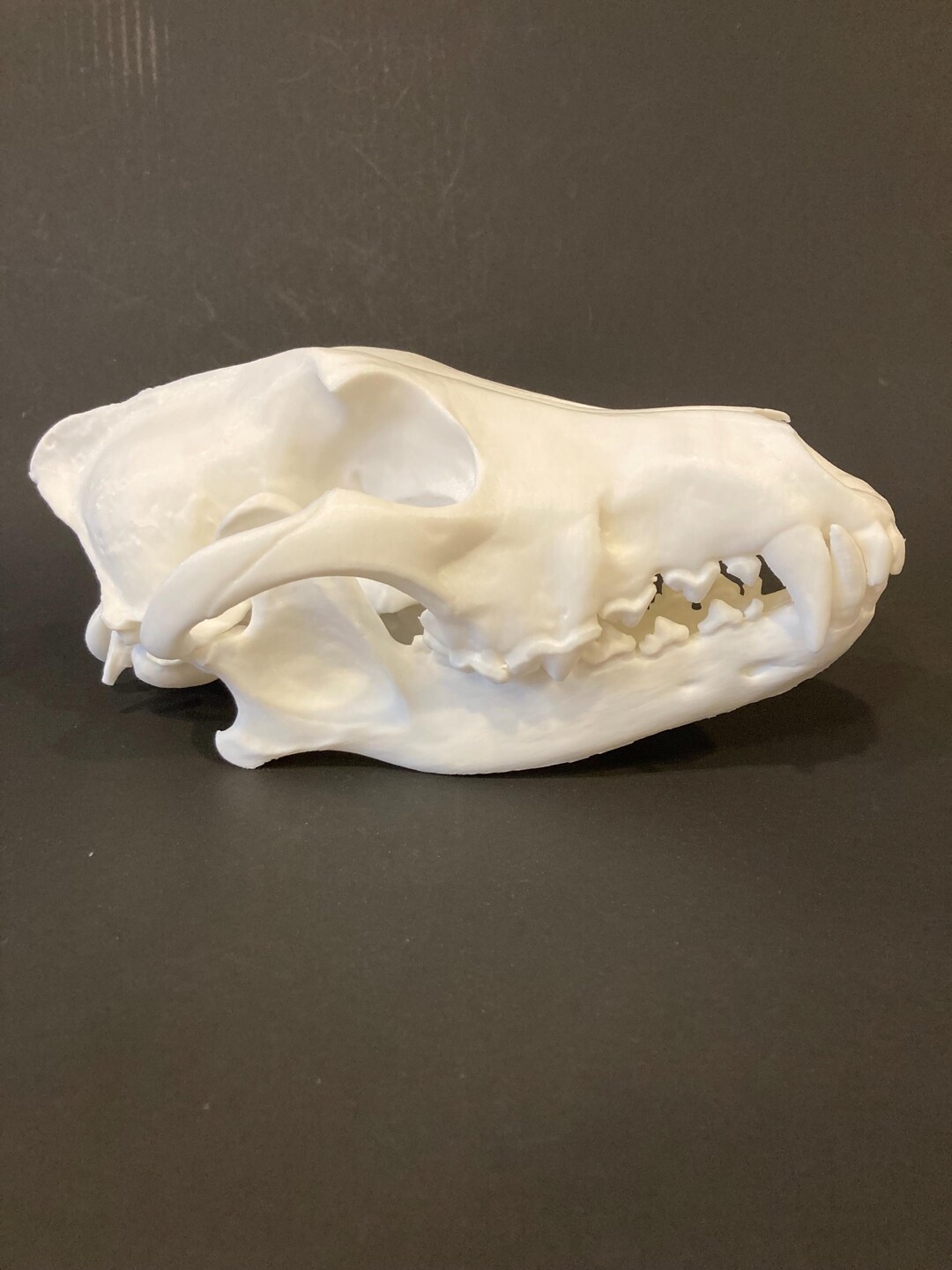 Wolf Skull Canine Skull Faux Wolf Skull Taxidermy Animal Skull ...