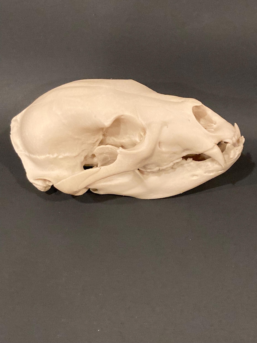 Cruelty Free Black Bear Skull, Life Size 1:1 3d Printed Faux Bear Skull ...