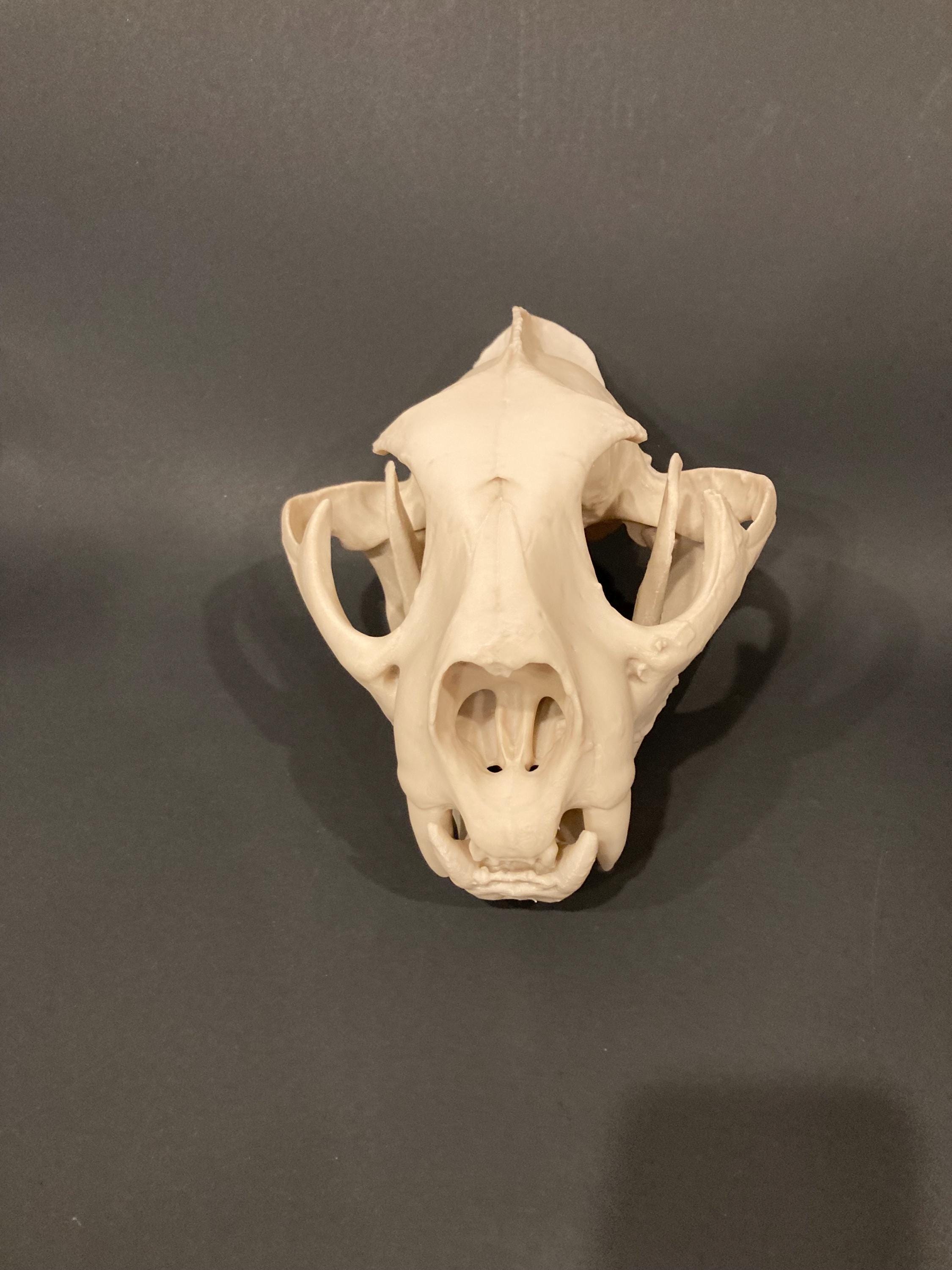 Cruelty Free Mountain Lion Skull, Life Size 1:1 3d Printed Faux Cougar ...