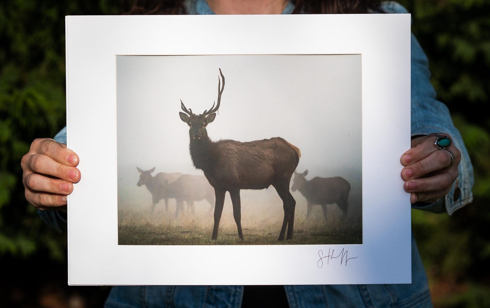 One Antlered Elk Art Print | Wild Animal Wall Art, Wildlife Photo Fine ...