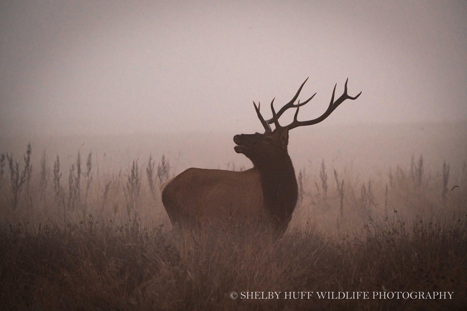 Bugling Elk Art Print | Wild Animal Wall Art, Wildlife Photo Fine Art ...